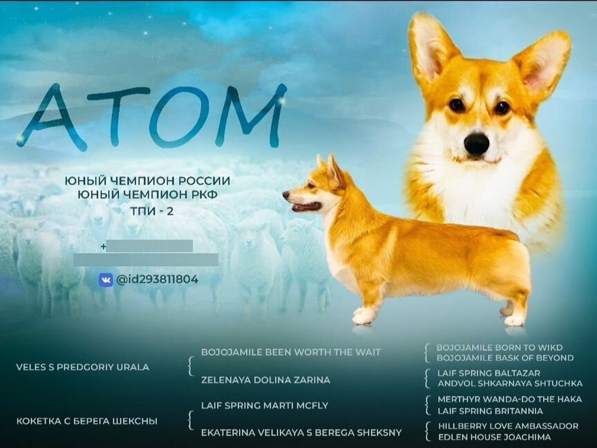 Велшь-корги Пемброк Вязка