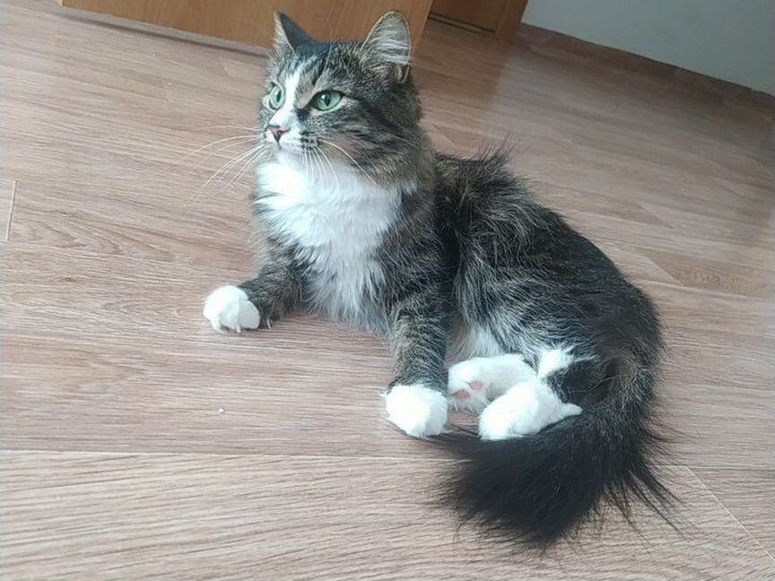 Кошка