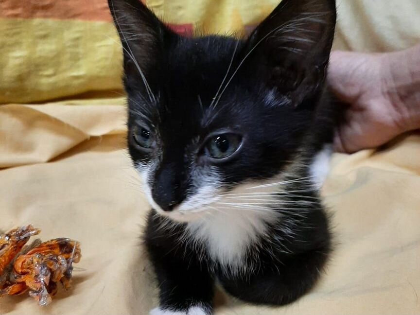 Котенок-девочка 5 мес