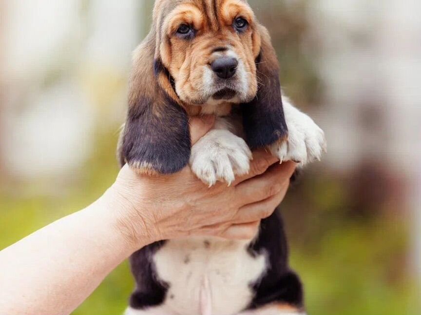 Бассет хаунд