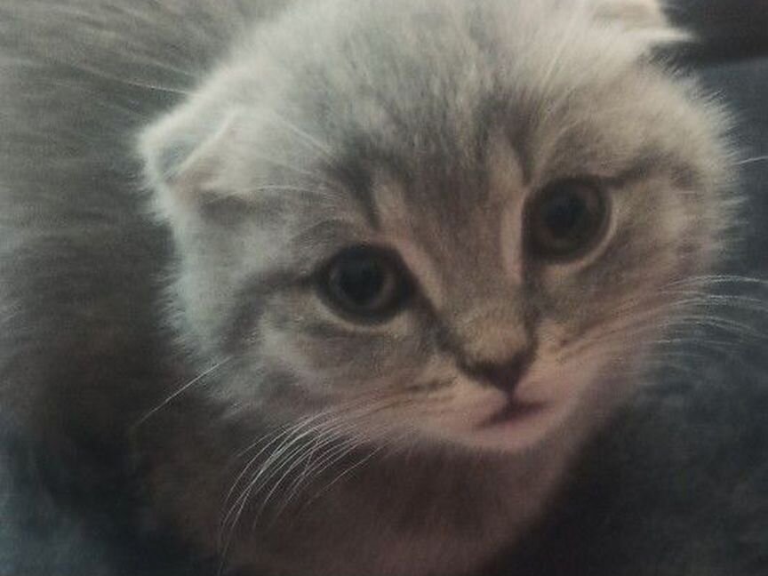 Шотландские вислоухие котята