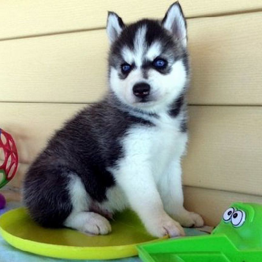 Красииивенные щеночки сибирские хаски