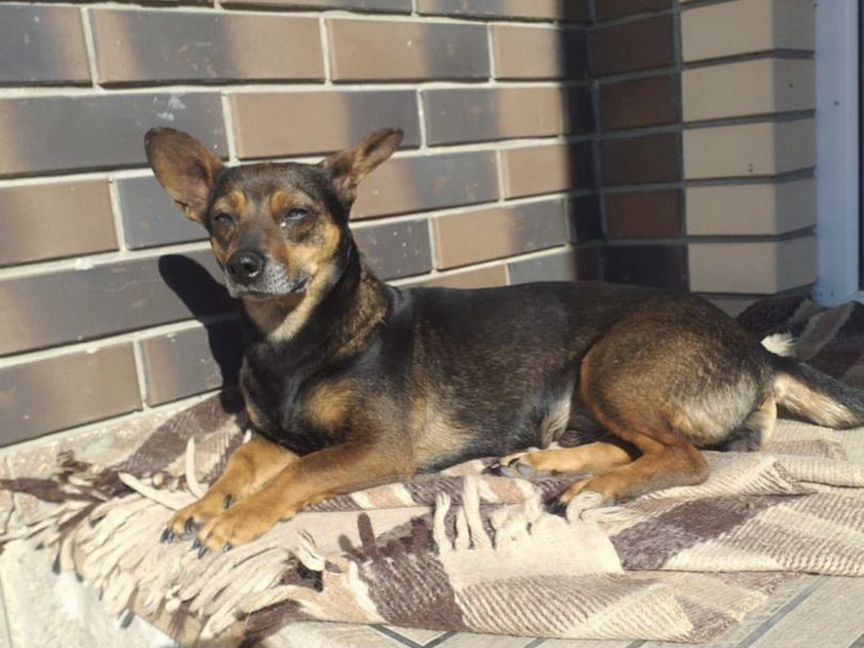 Собака в добрые руки