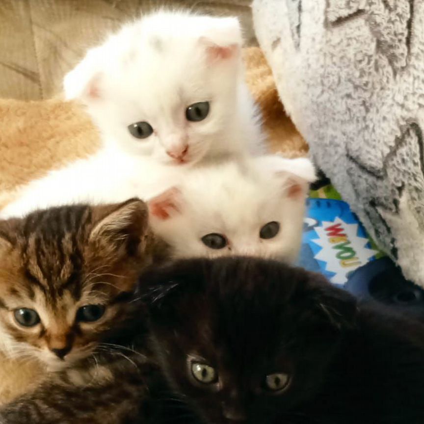 Котята бесплатно, вислоухие котята