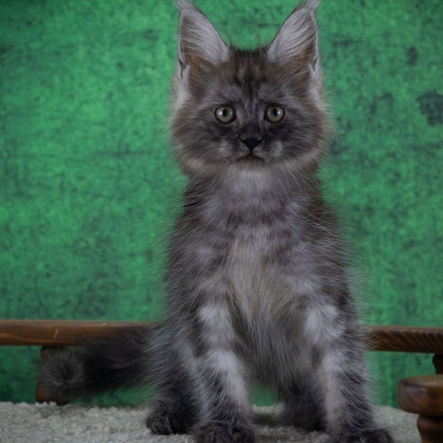 Мейн-кун котёнок