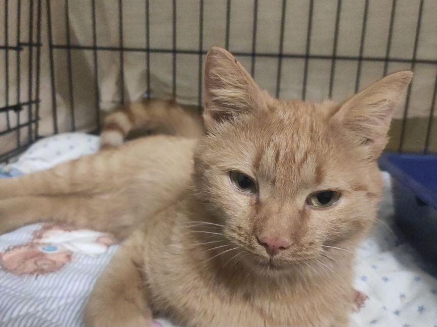 Рыжая кошка Огонёк в добрые руки