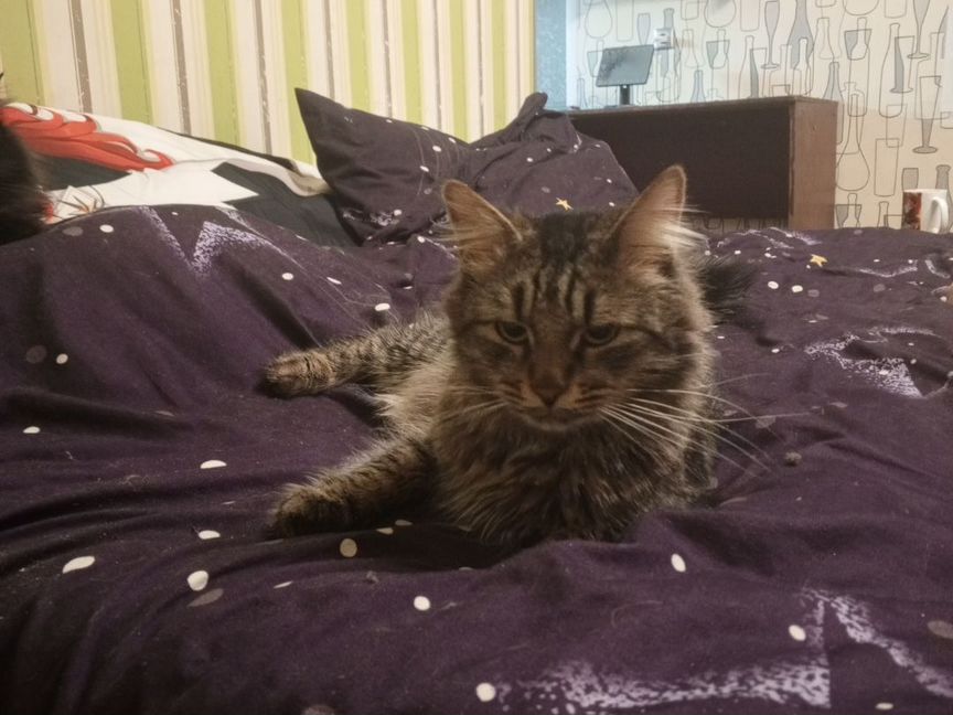 Кот по клички дымок