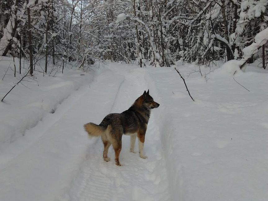 Западно сибирская лайка, кобель