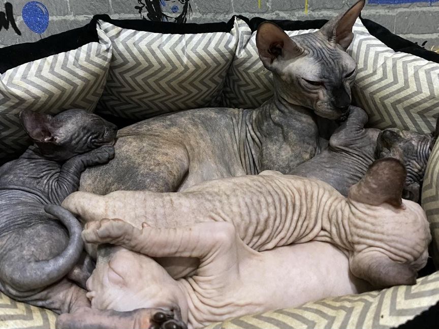 Канадский сфинкс котенок