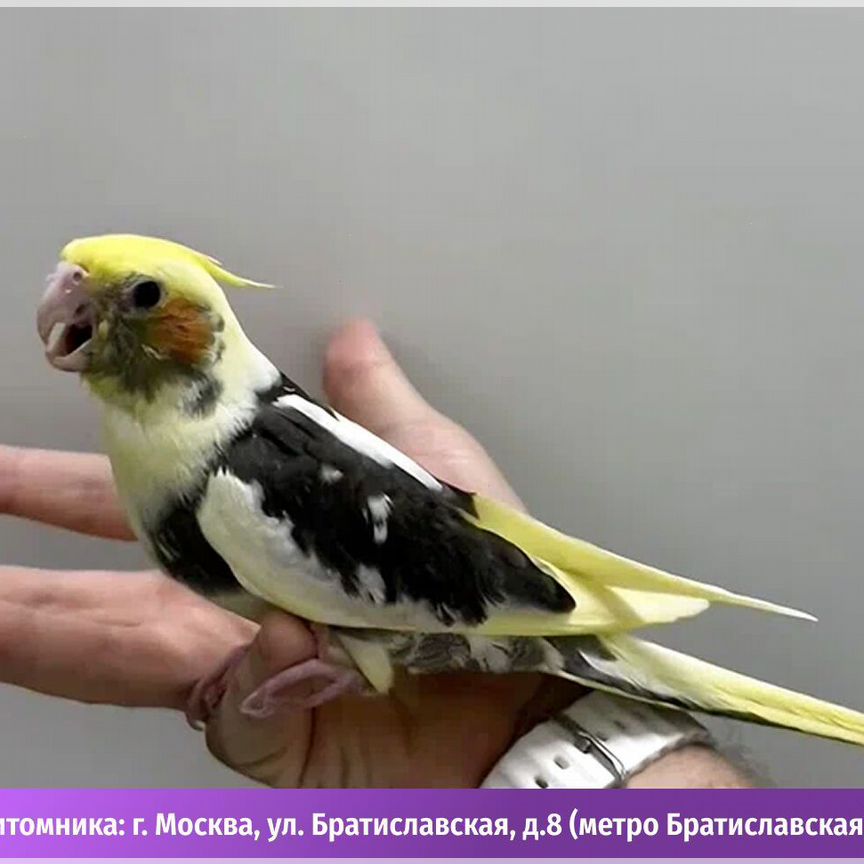 Попугай Карела подросток