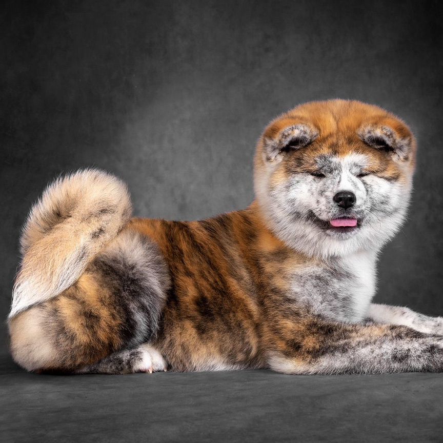 Шикарная Акита настоящая тигрица