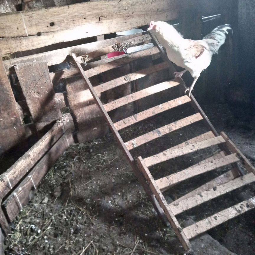 Петушки породистые