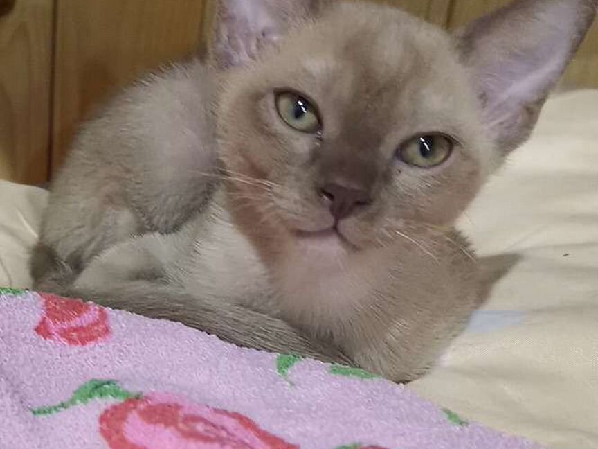 Бурманские котятки