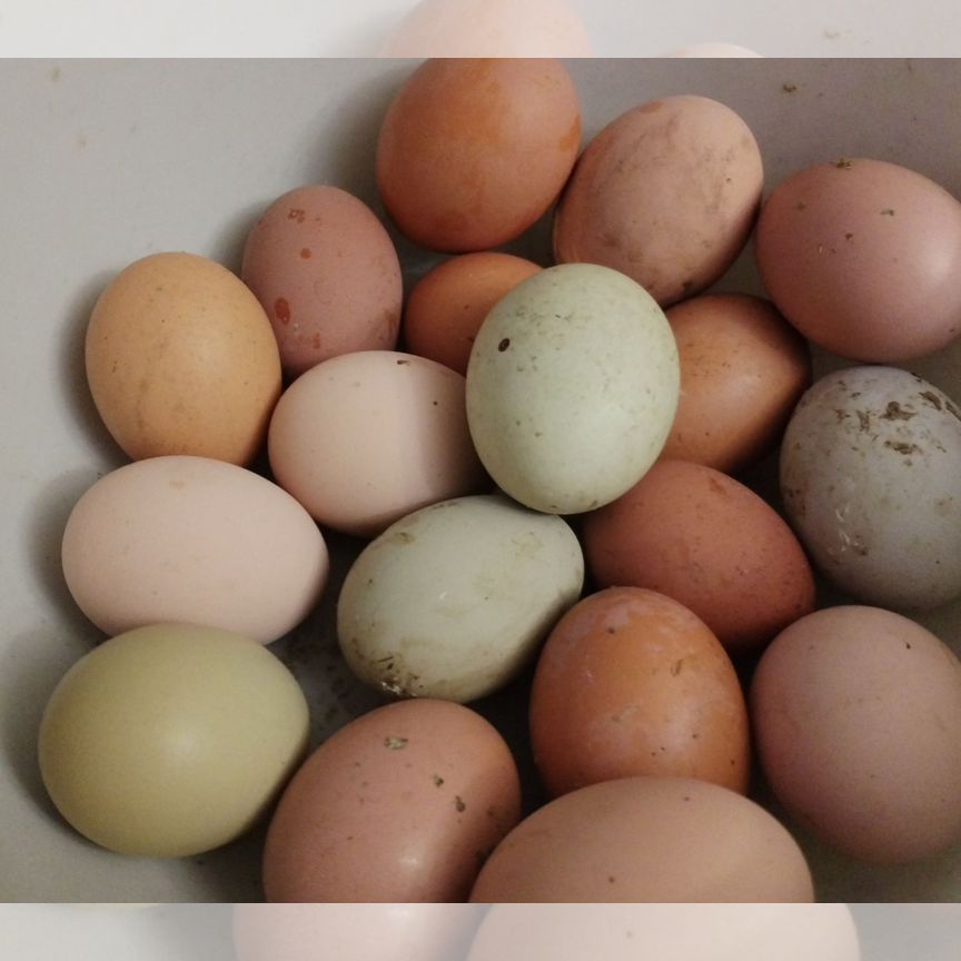 Яйцо домашнее на инкубацию