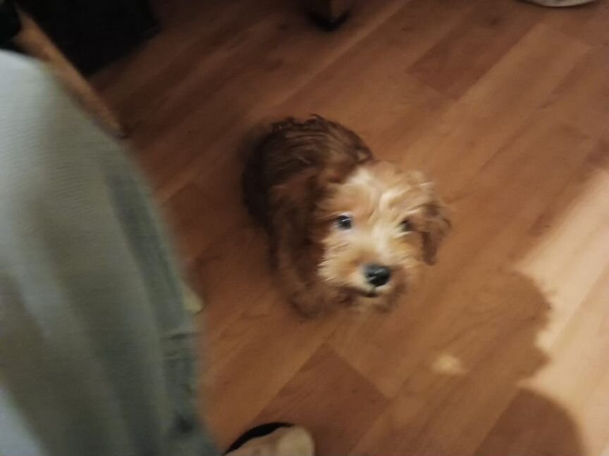 Бородатая такса (Мишанцы)