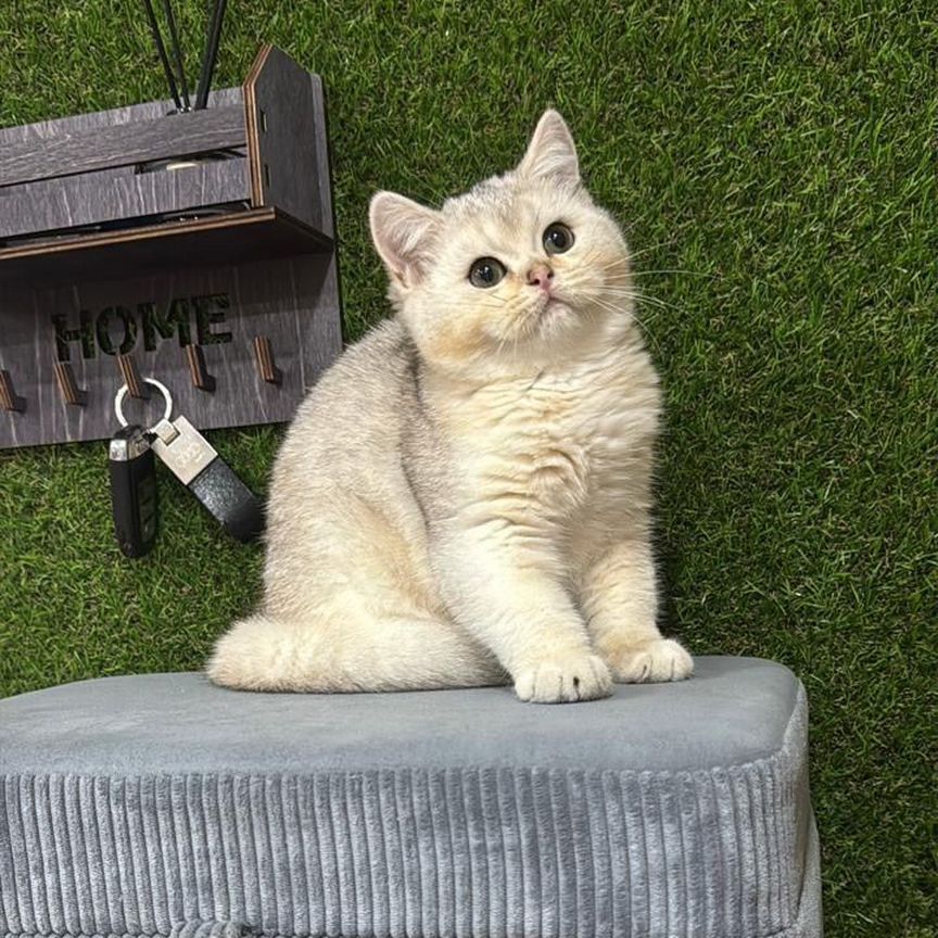 Шотландская кошечка