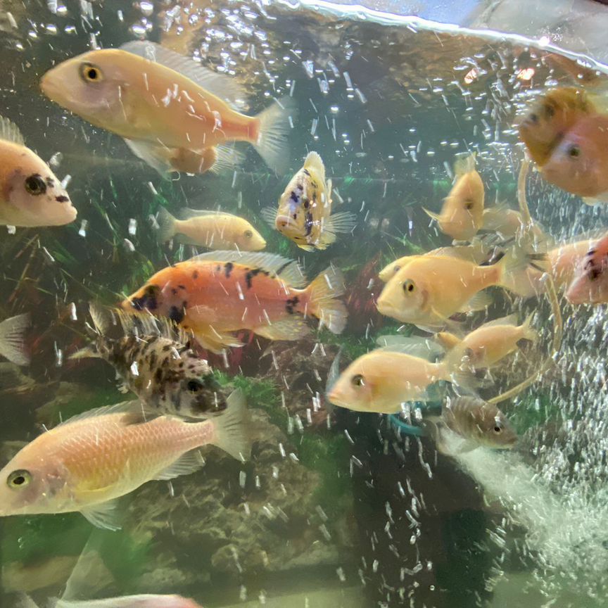 Алунакара архидея ред, мультиколор