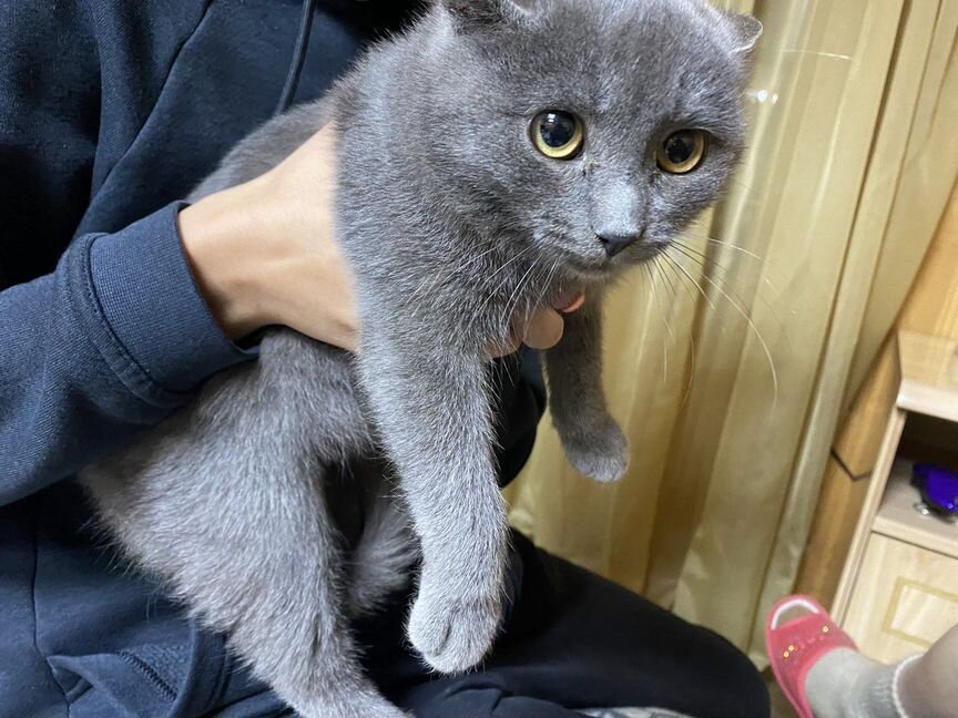 Британец котенок голубой
