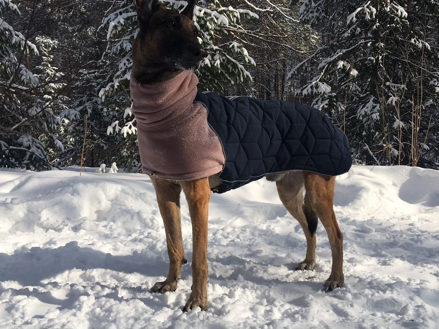 Попона для крупных собак