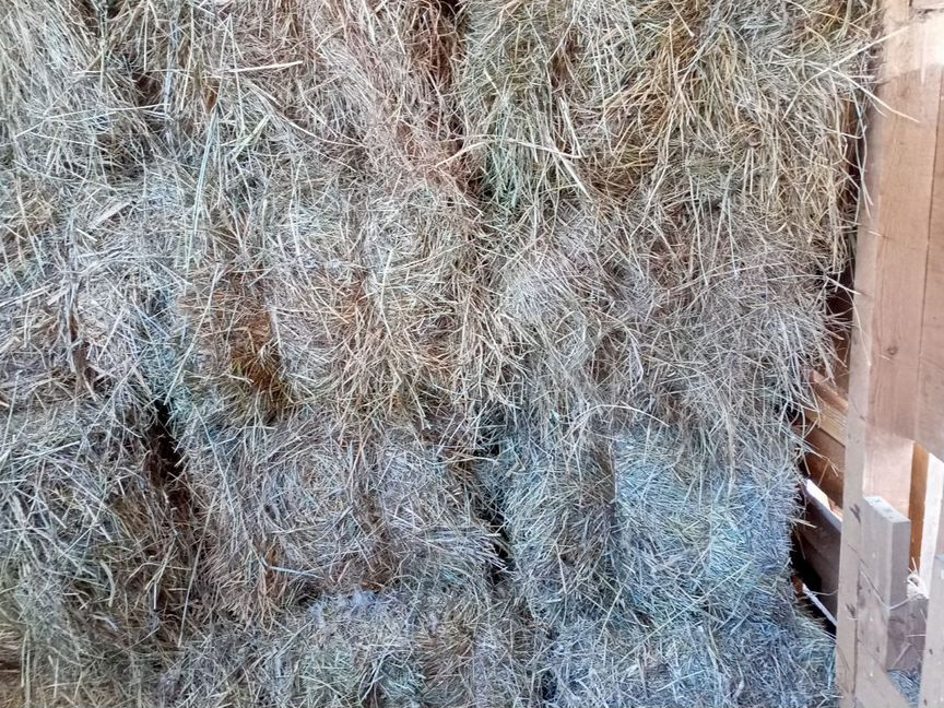 Сено тюках и рулонах