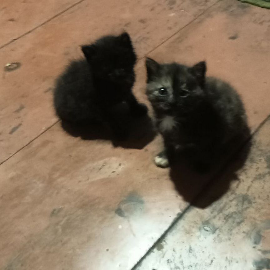 Котята в хорошие руки, здоровые, домашние