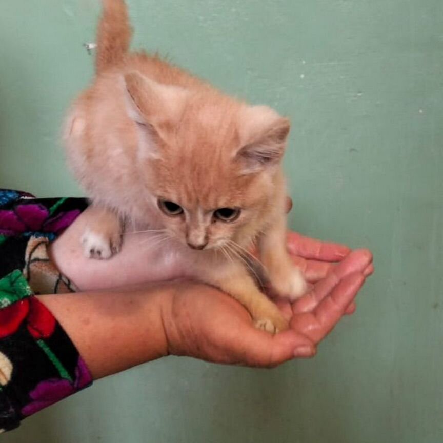 Отдам котенка в добрые руки