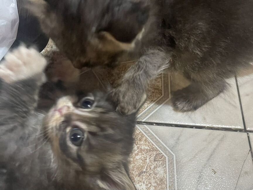 Отдам котенка в добрые руки