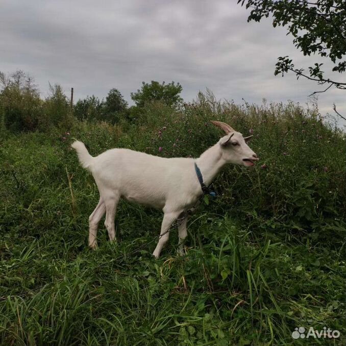 Коза и козлик