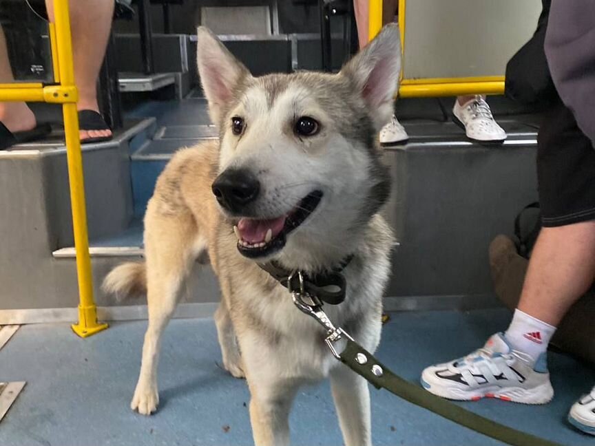 Миниатюрная лайка в добрые руки