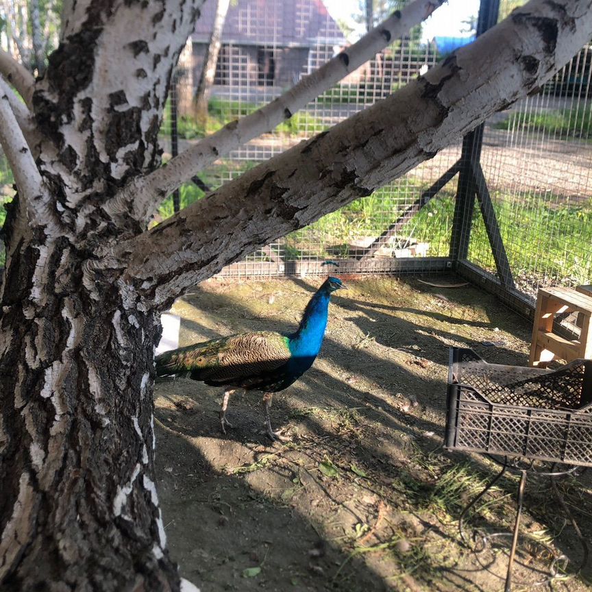 Подам павлина