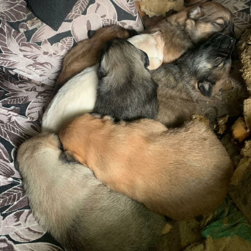 Собака с щеночками в добрые руки