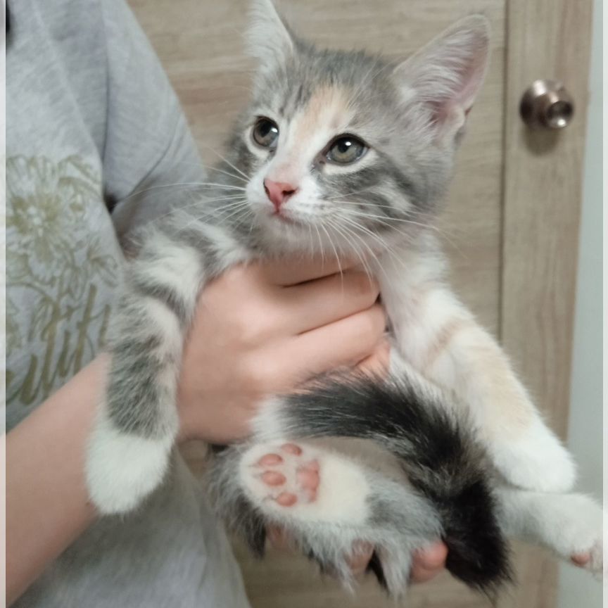 Котёнок в добрые руки