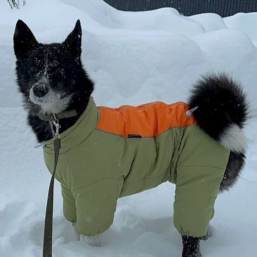 Лайка, взрослая собака