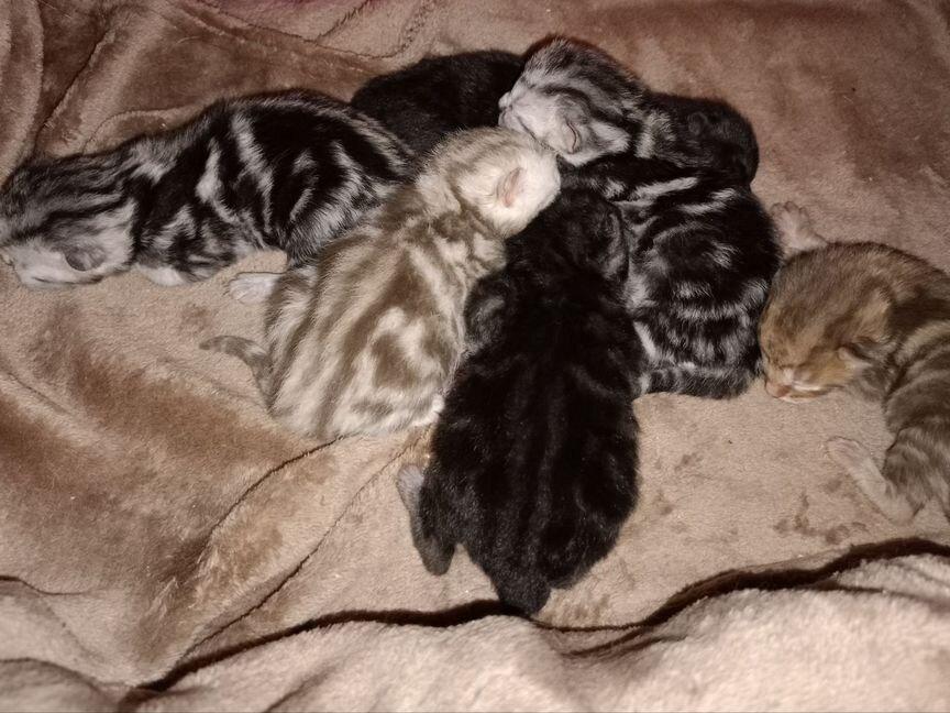Мраморные Шотландские котята