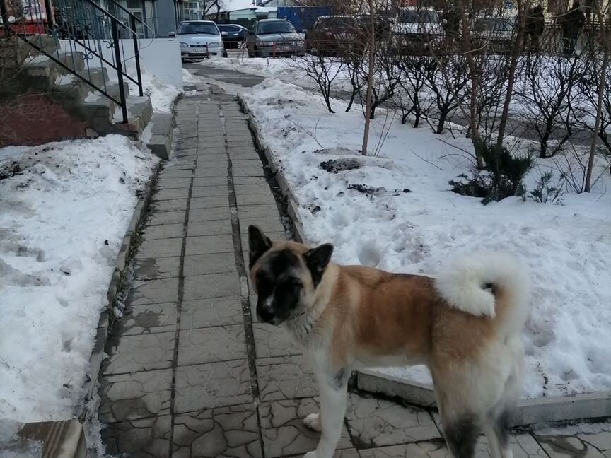 Американская акита