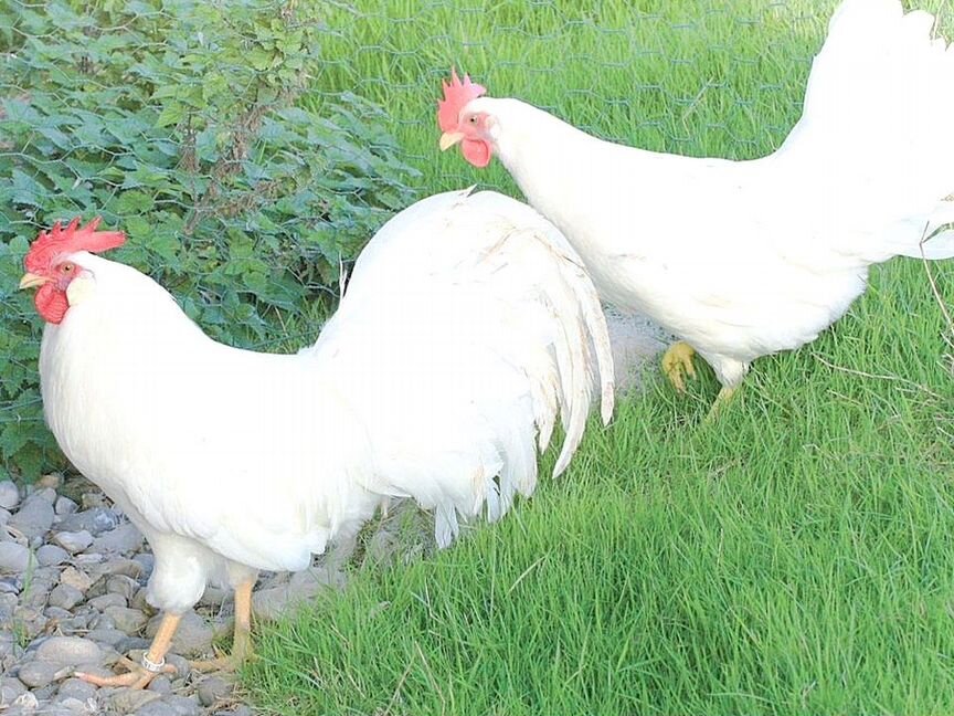 Куры несушки