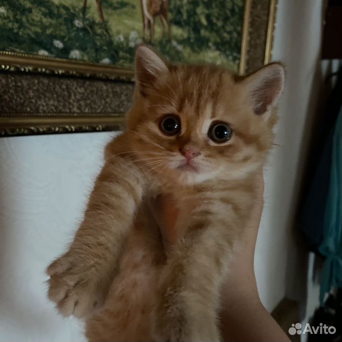 Британский рыжий котёнок