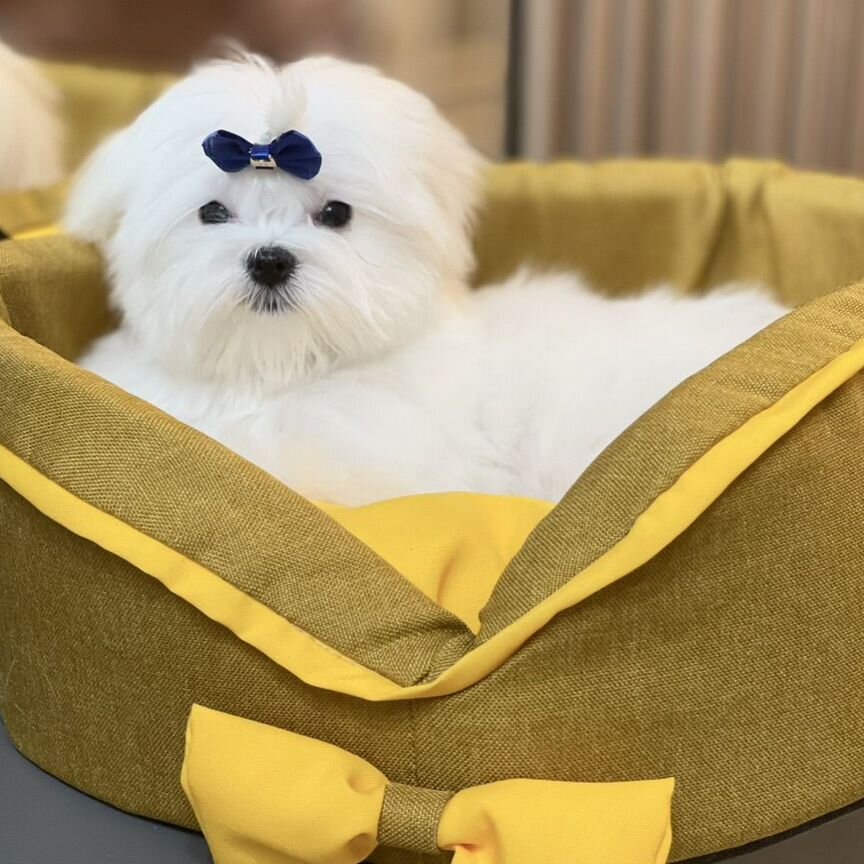 Мальтийская болонка, щенок