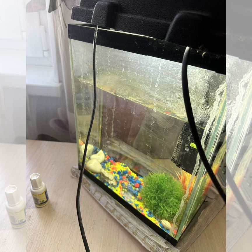 Аквариум, кормушка для рыб, рыбка данио-рерио