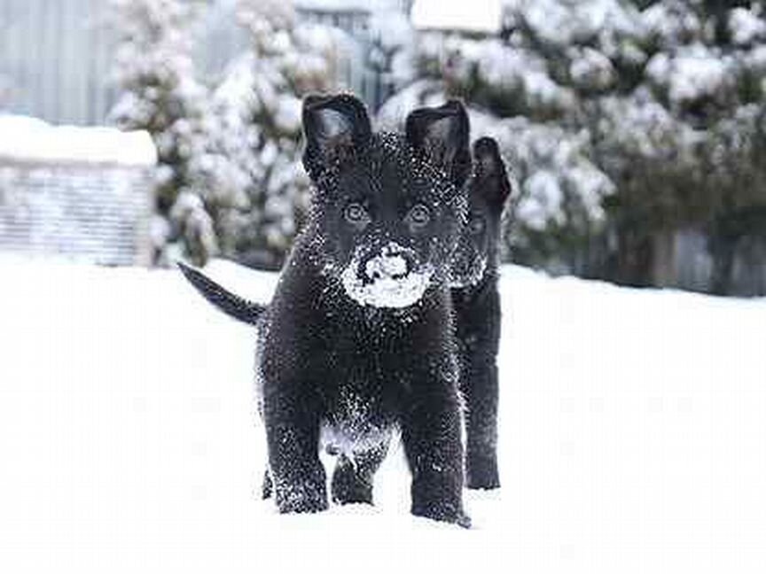 Черные овчарки -щенки-угольки