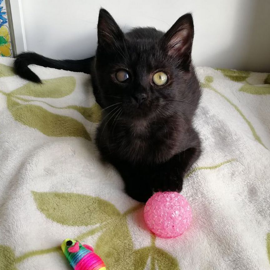 Котёнок в добрые руки