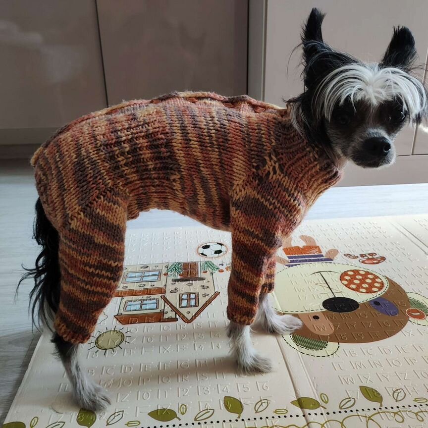 Одежда для собак