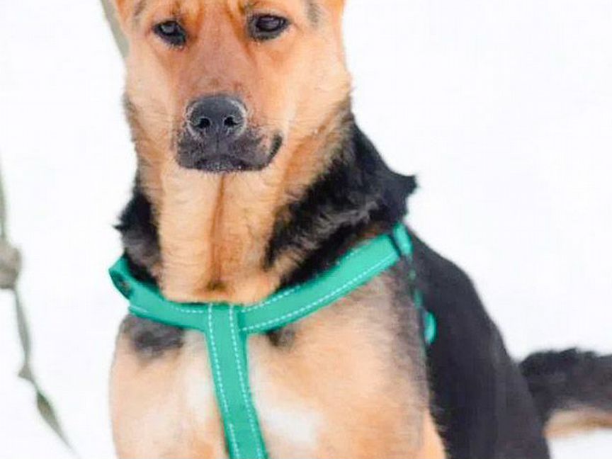 Метис овчарки Рокси