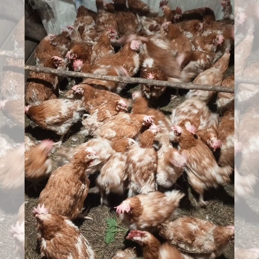 Куры несушки, индюк и индюшка