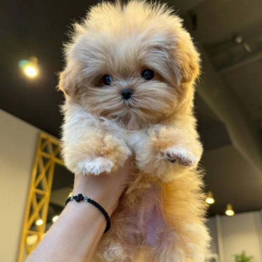 Мальтипу, щенок