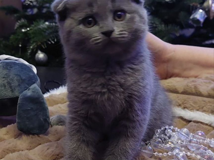 Котёнок