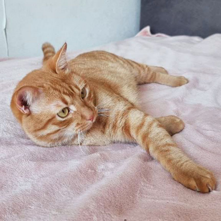 Коты в добрые руки