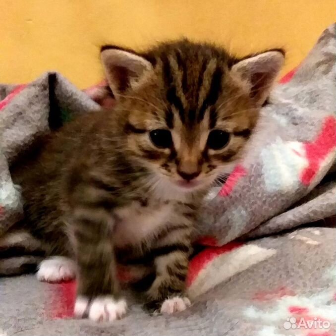 Маленькие котята и мама-кошка в добрые руки