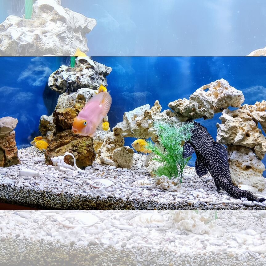 Камни кенийские (белые) для аквариума