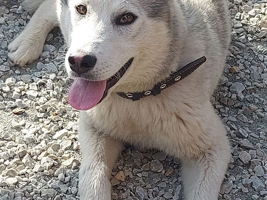 Отдам в добрые руки